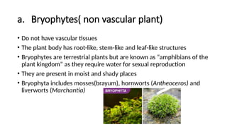 CLASSIFICATION OF PLaaaaaaaaaaaANTS.pptx