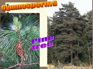 Classification of plants 2nd powerpoint.ppt