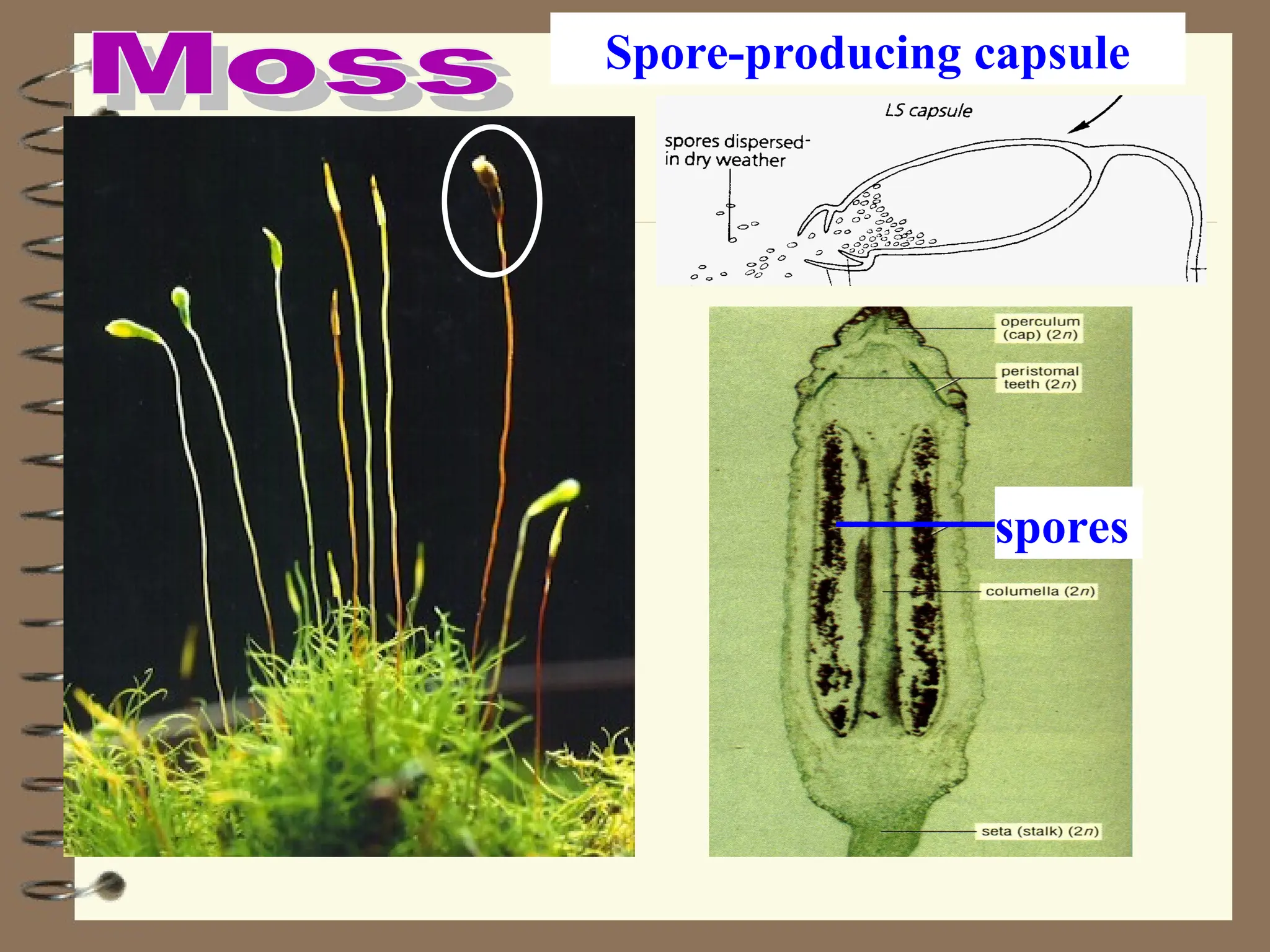 Classification of plants 2nd powerpoint.ppt