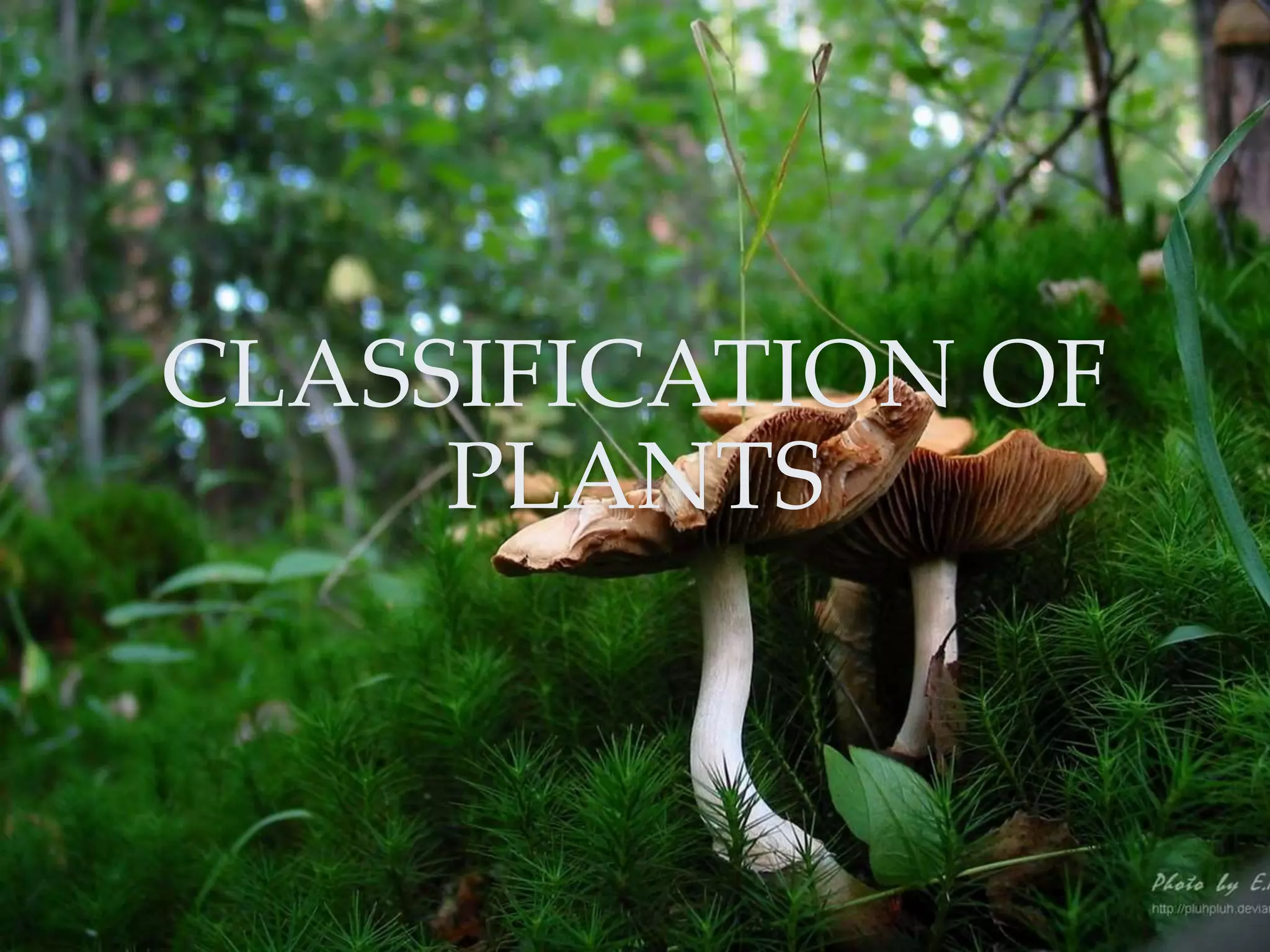 Classification of Plants and Animals By SYED AASIM HAQ | PPTX