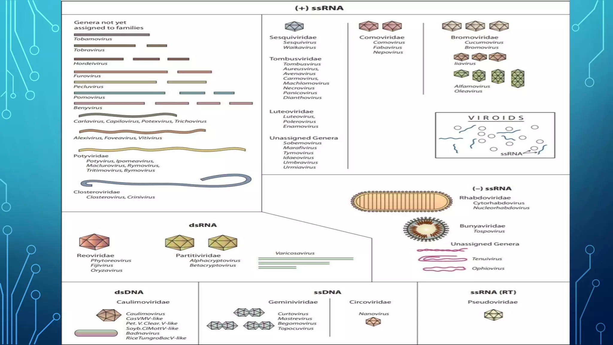 Classification of plant viruses | PDF