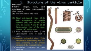Classification of plant viruses | PDF