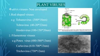 Classification of plant viruses | PDF