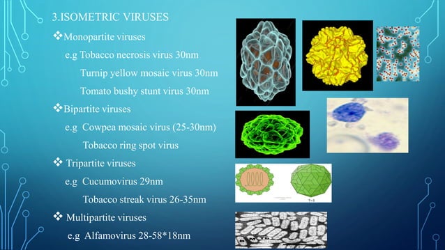 Classification of plant viruses | PDF | Biological Sciences | Science