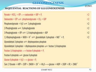 Classification of polysaccharides, gluconeogenesis and glucogenolysis ...