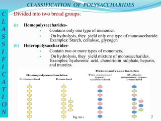 Classification of polysaccharides, gluconeogenesis and glucogenolysis ...