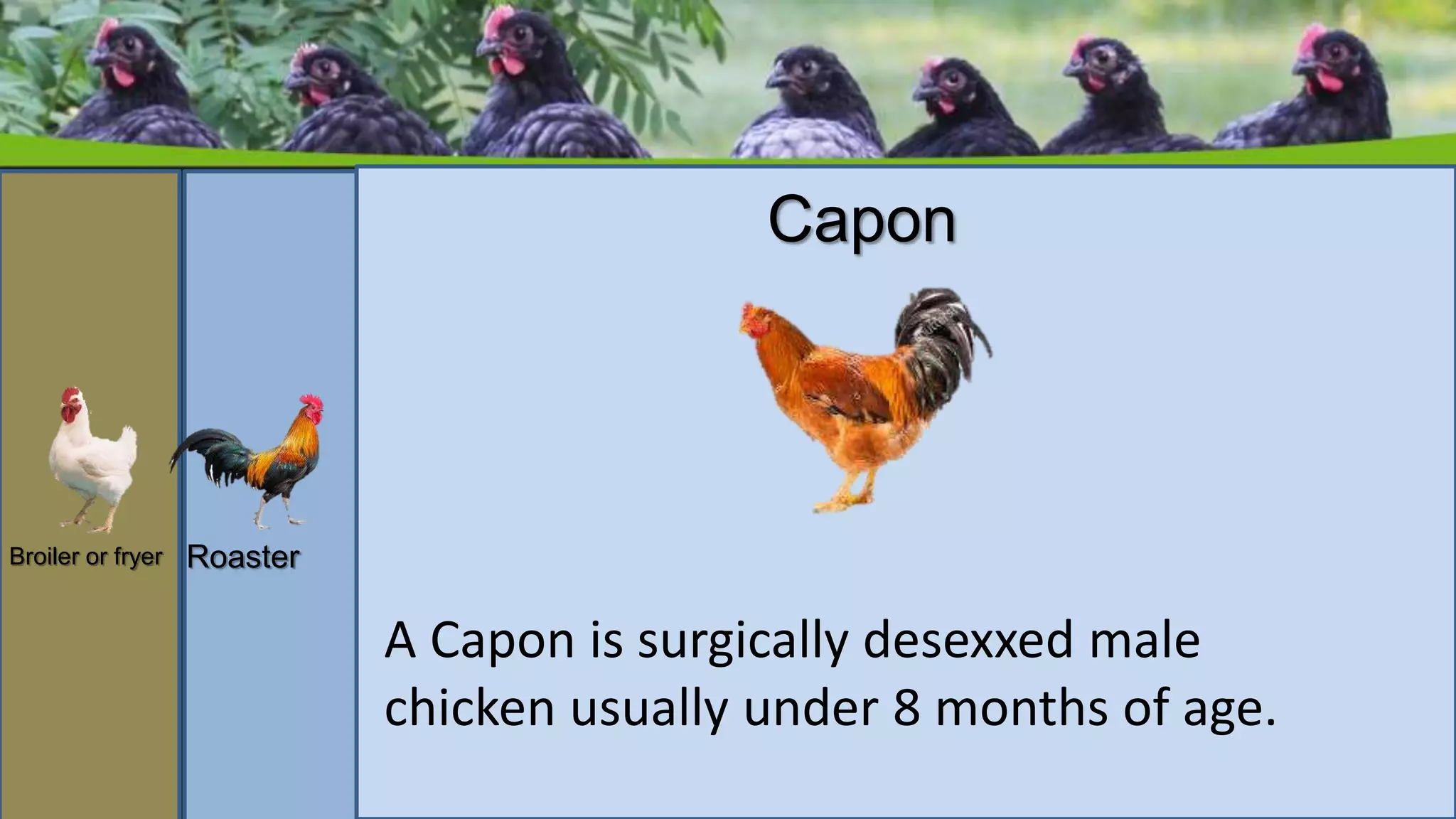 classification of poultry.pptx