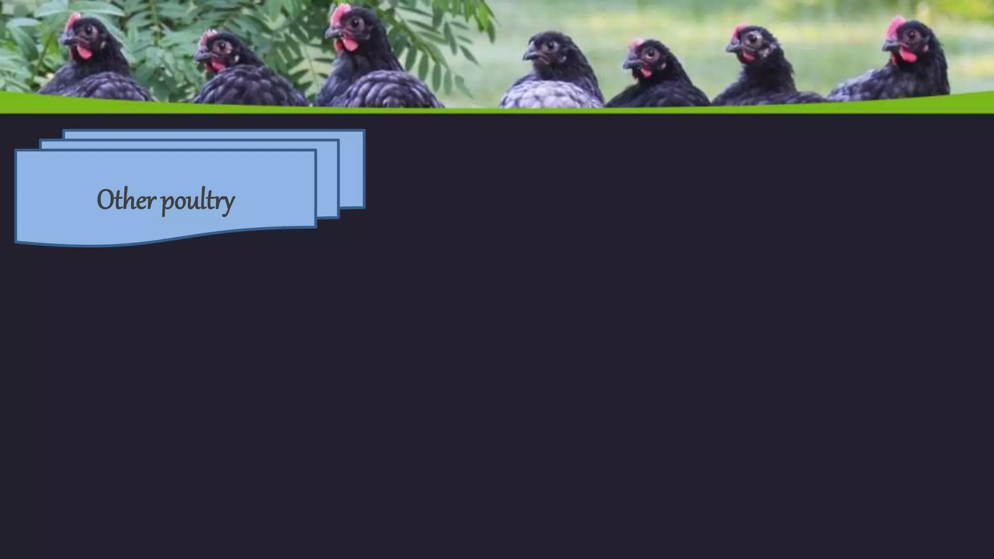 classification of poultry.pptx