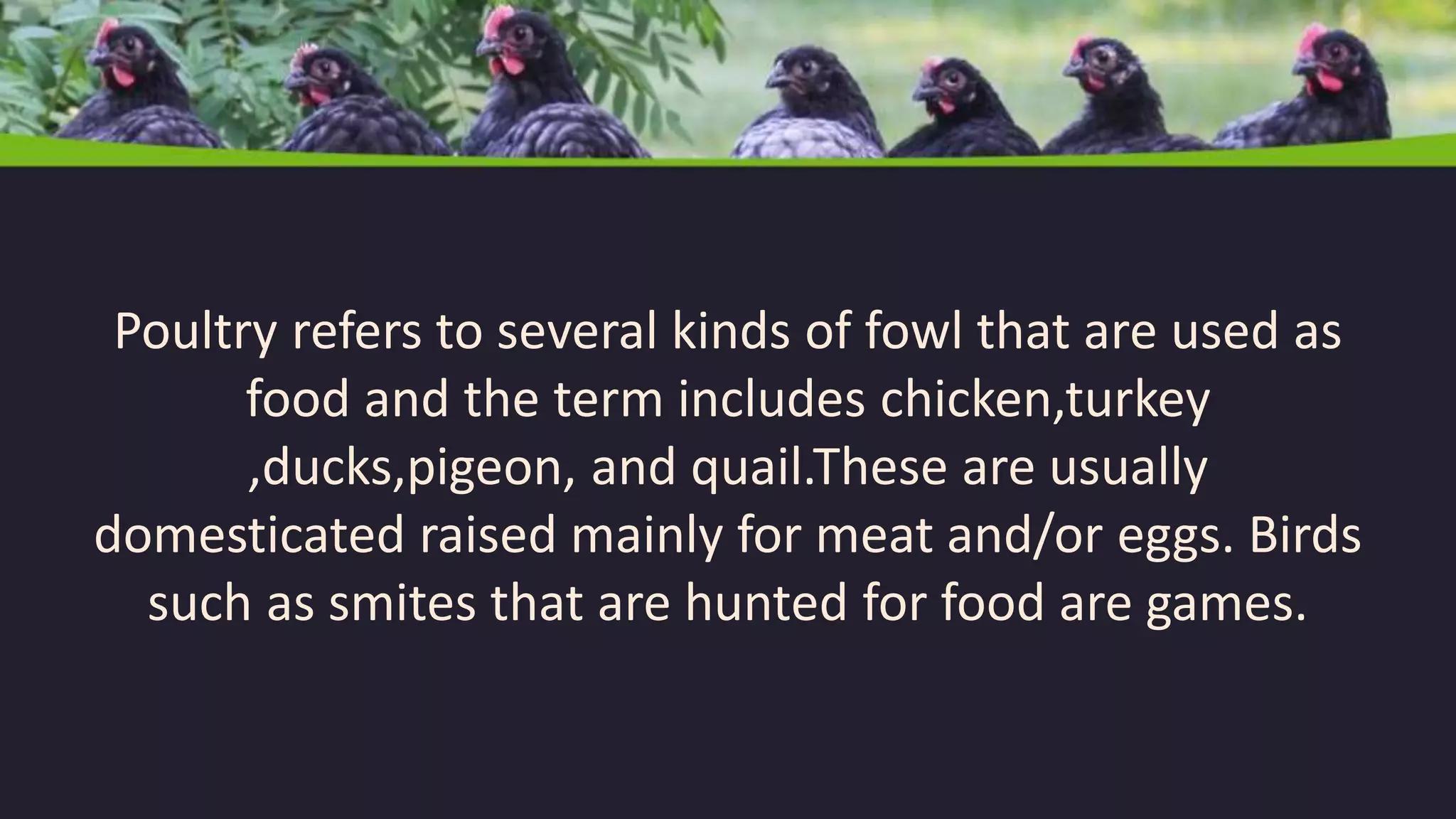 classification of poultry.pptx