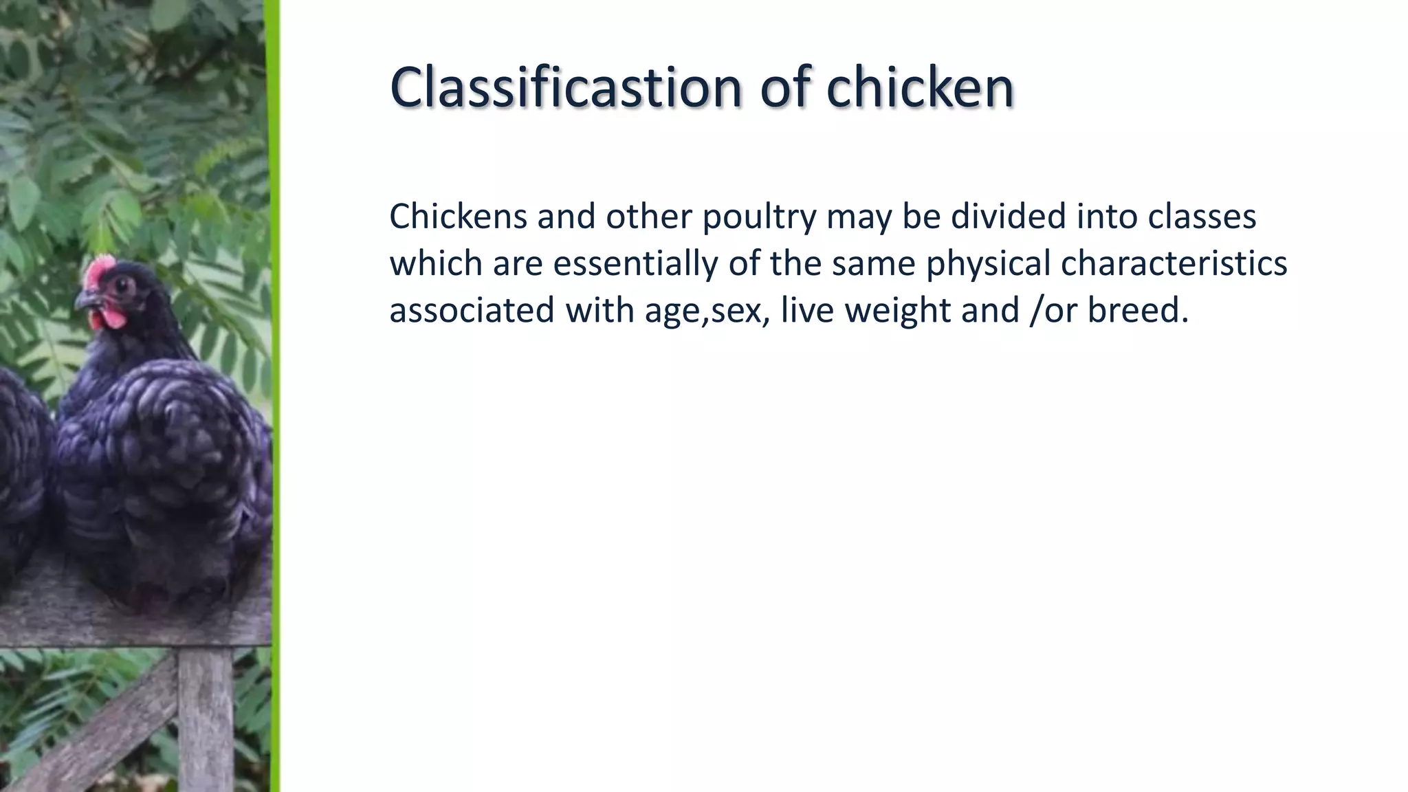 classification of poultry.pptx