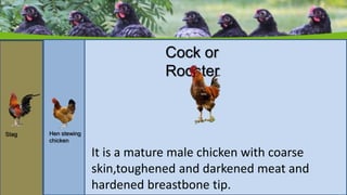 classification of poultry.pptx