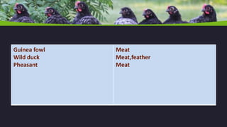classification of poultry.pptx