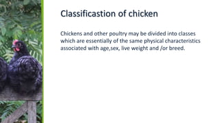 classification of poultry.pptx