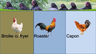 classification of poultry.pptx
