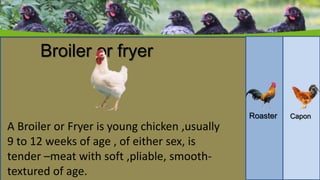 classification of poultry.pptx