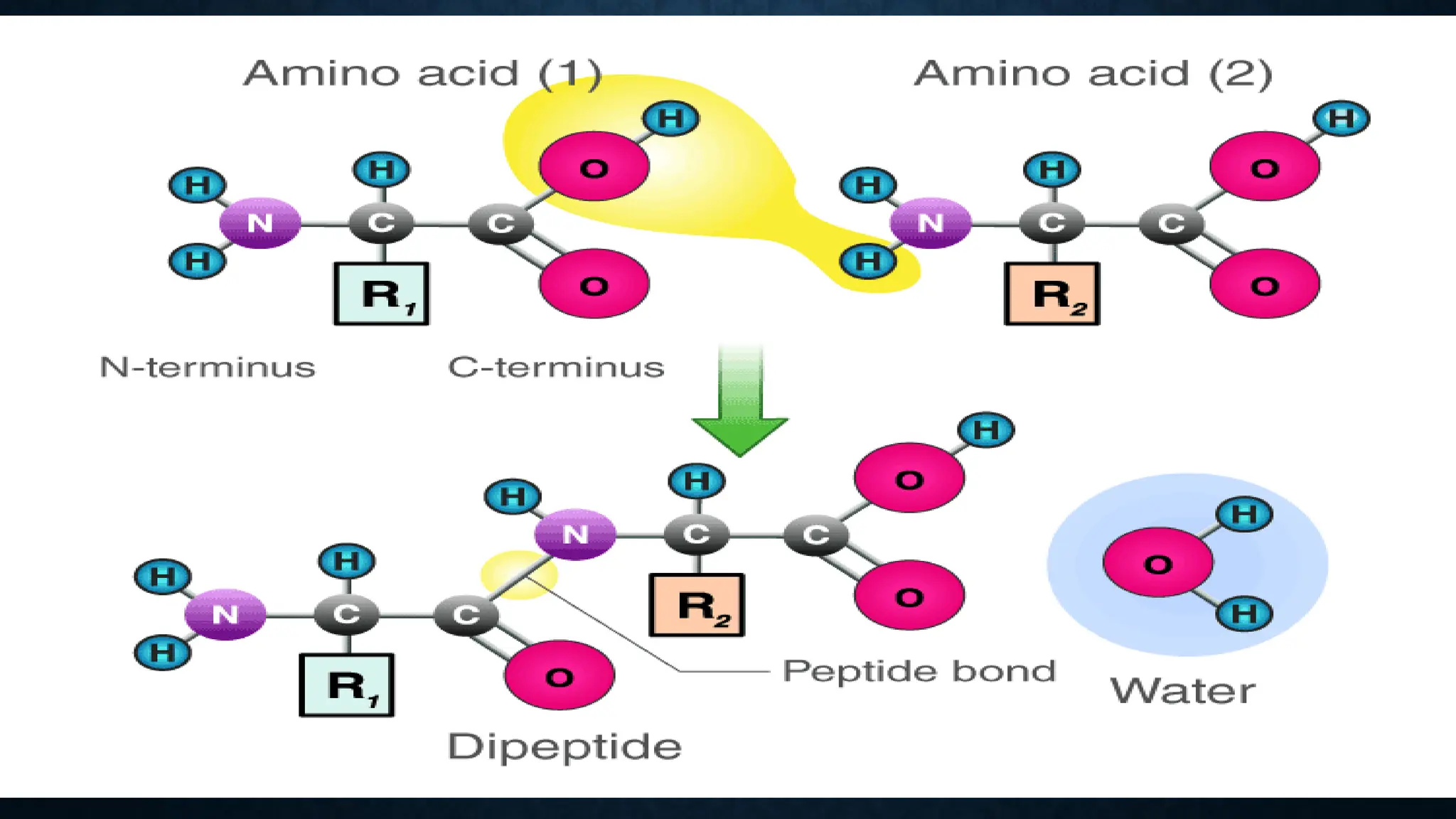 Classification of Protein.pdf