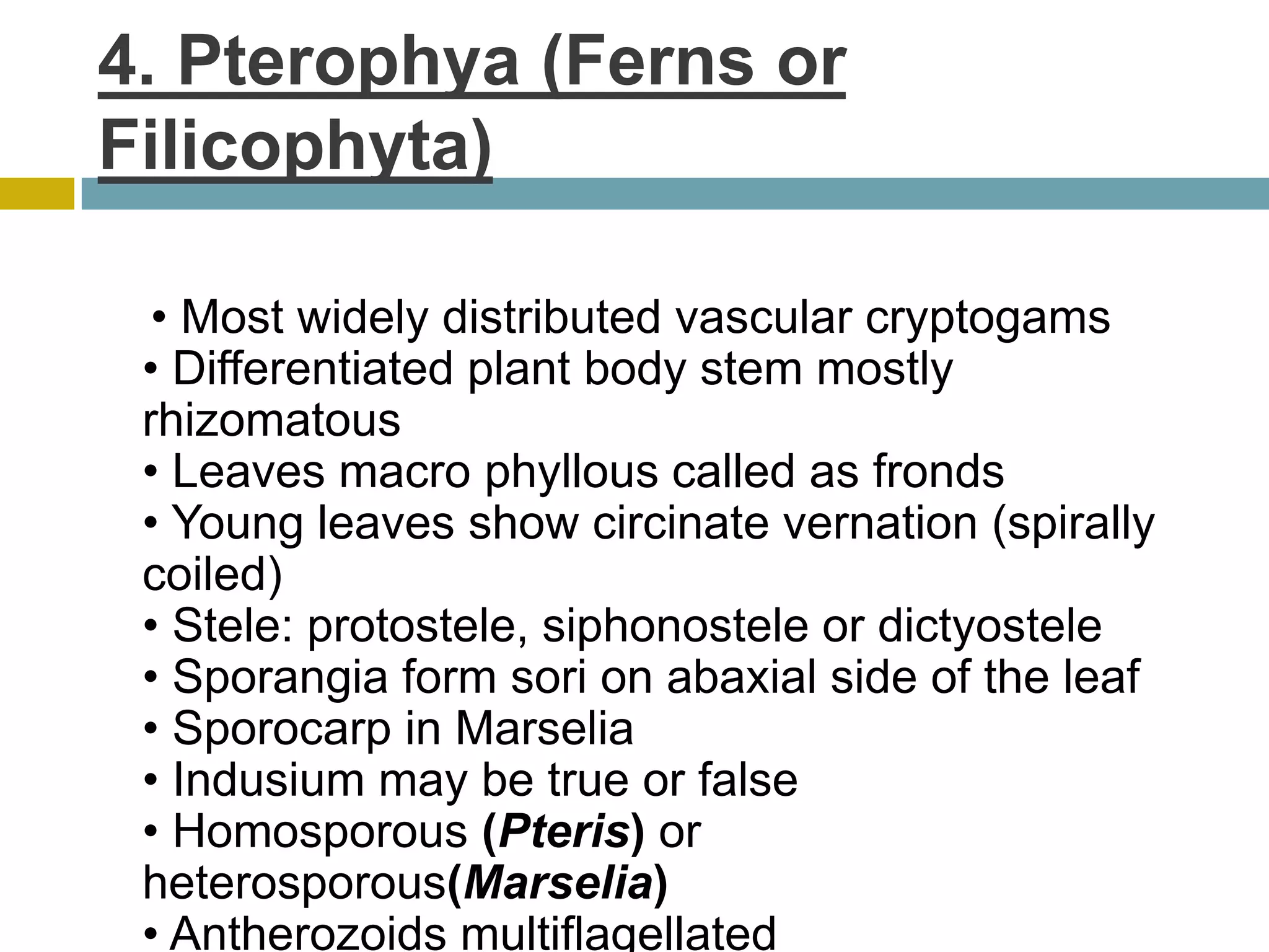 Classification of pteridophyta | PPTX