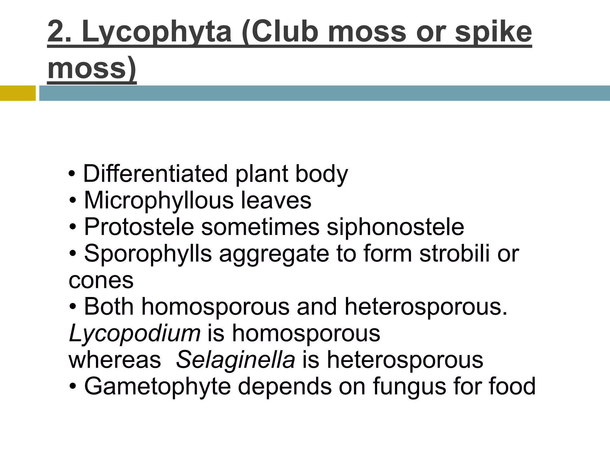 Classification of pteridophyta | PPTX