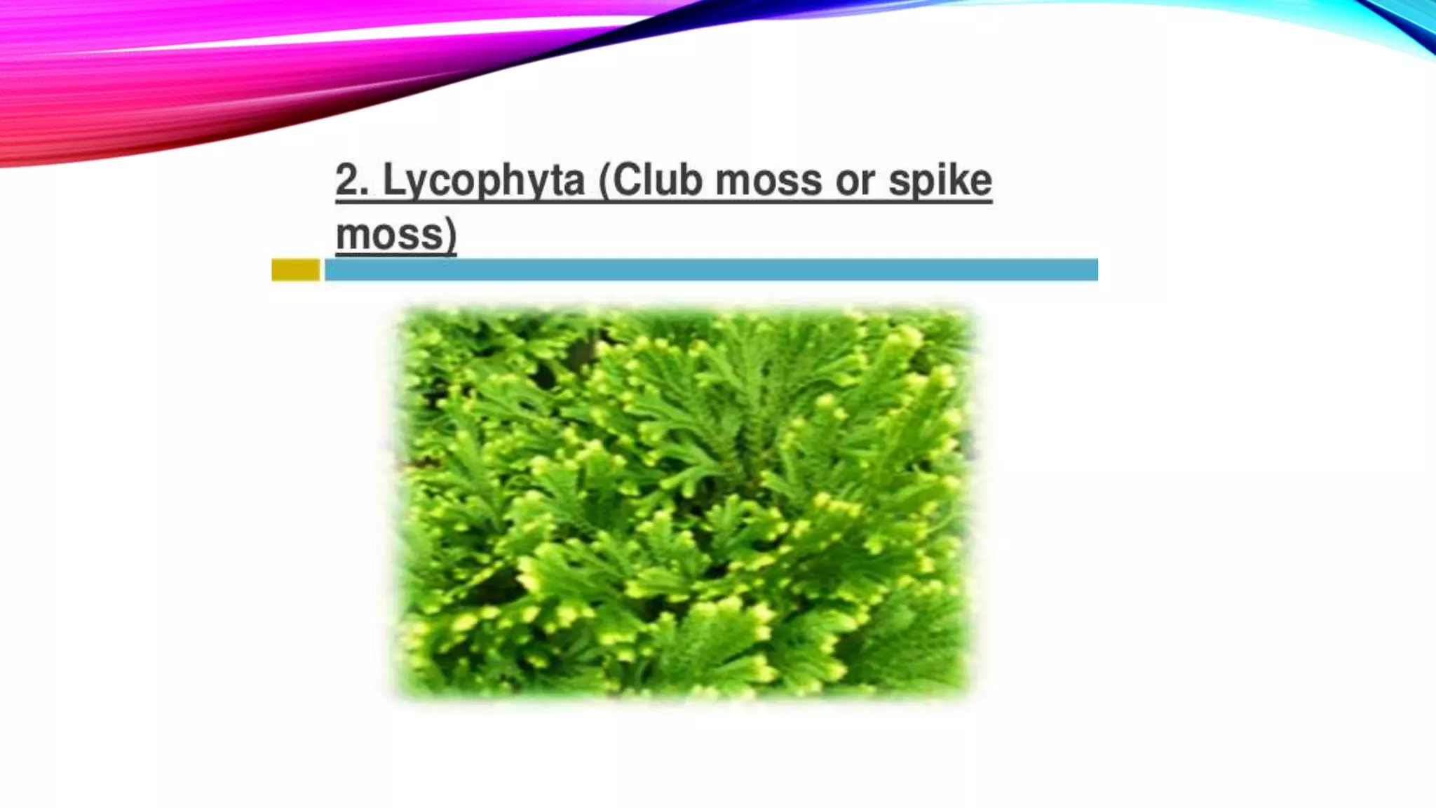 Classification of pteridophytes | PPTX
