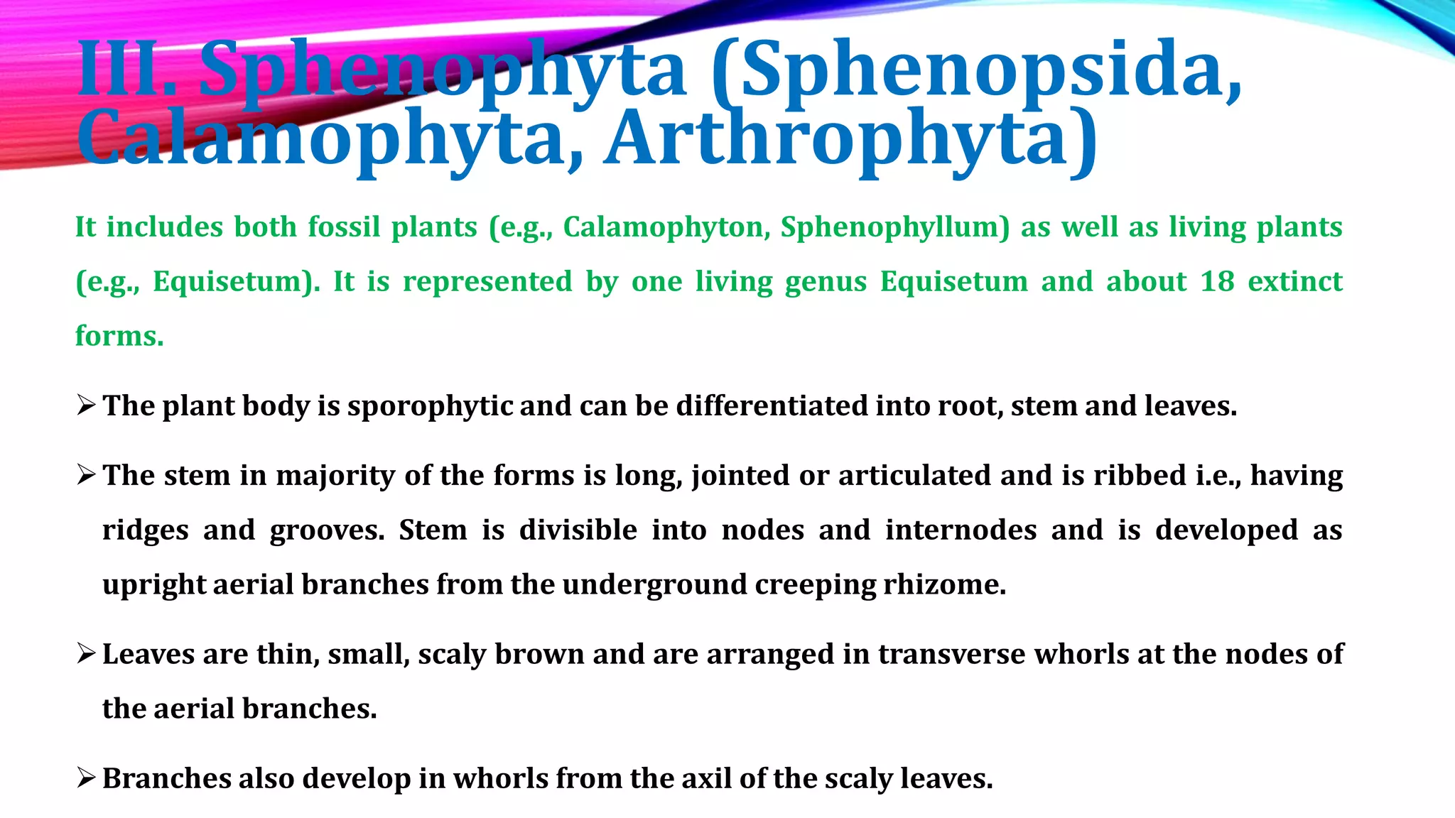 Classification of pteridophytes | PPTX