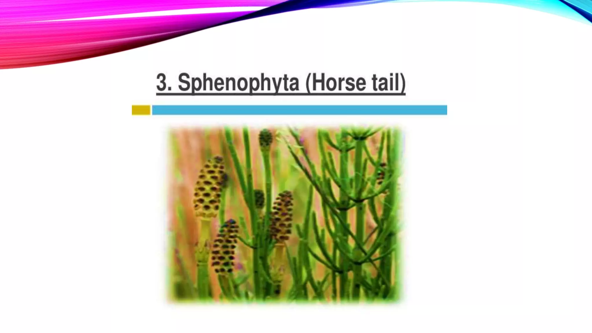 Classification of pteridophytes | PPTX