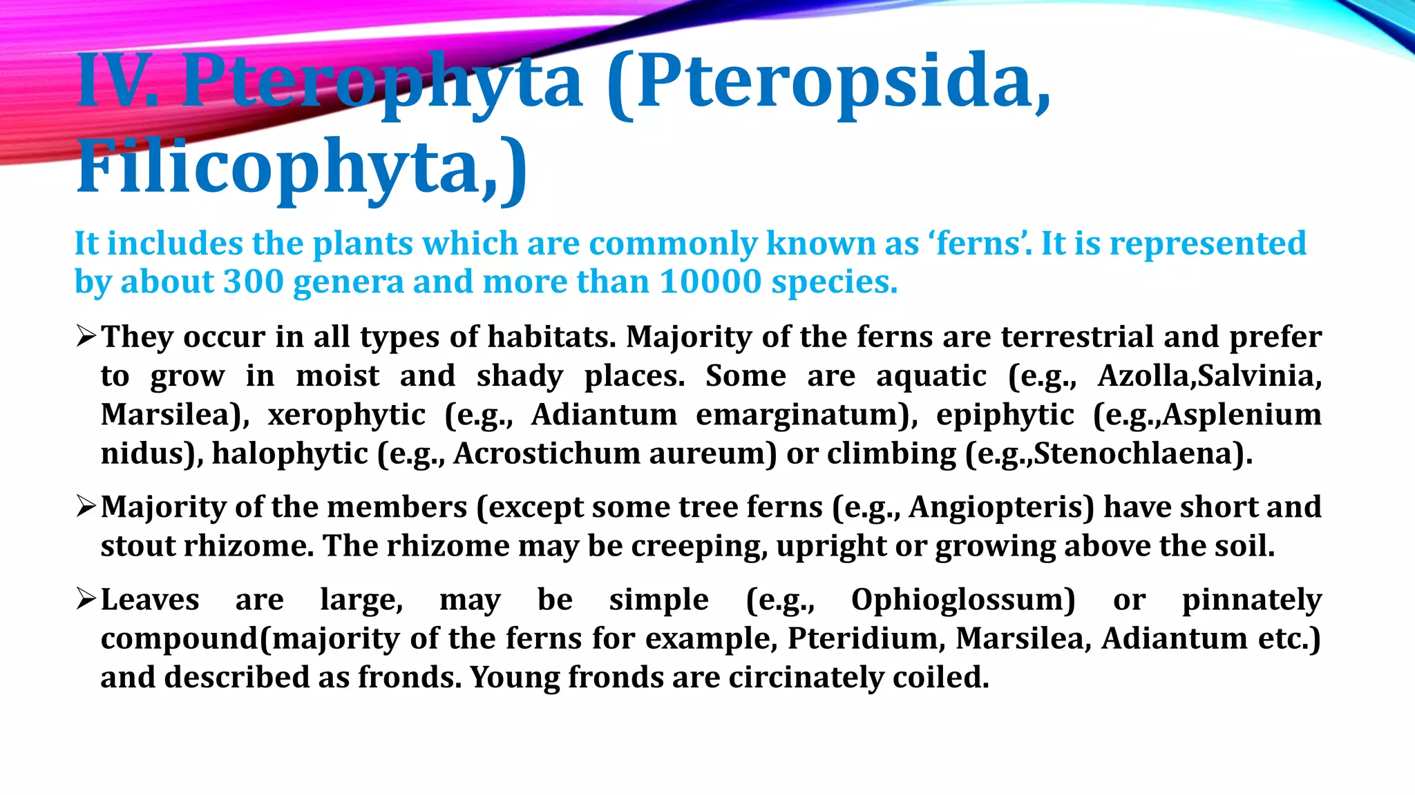 Classification of pteridophytes | PPTX