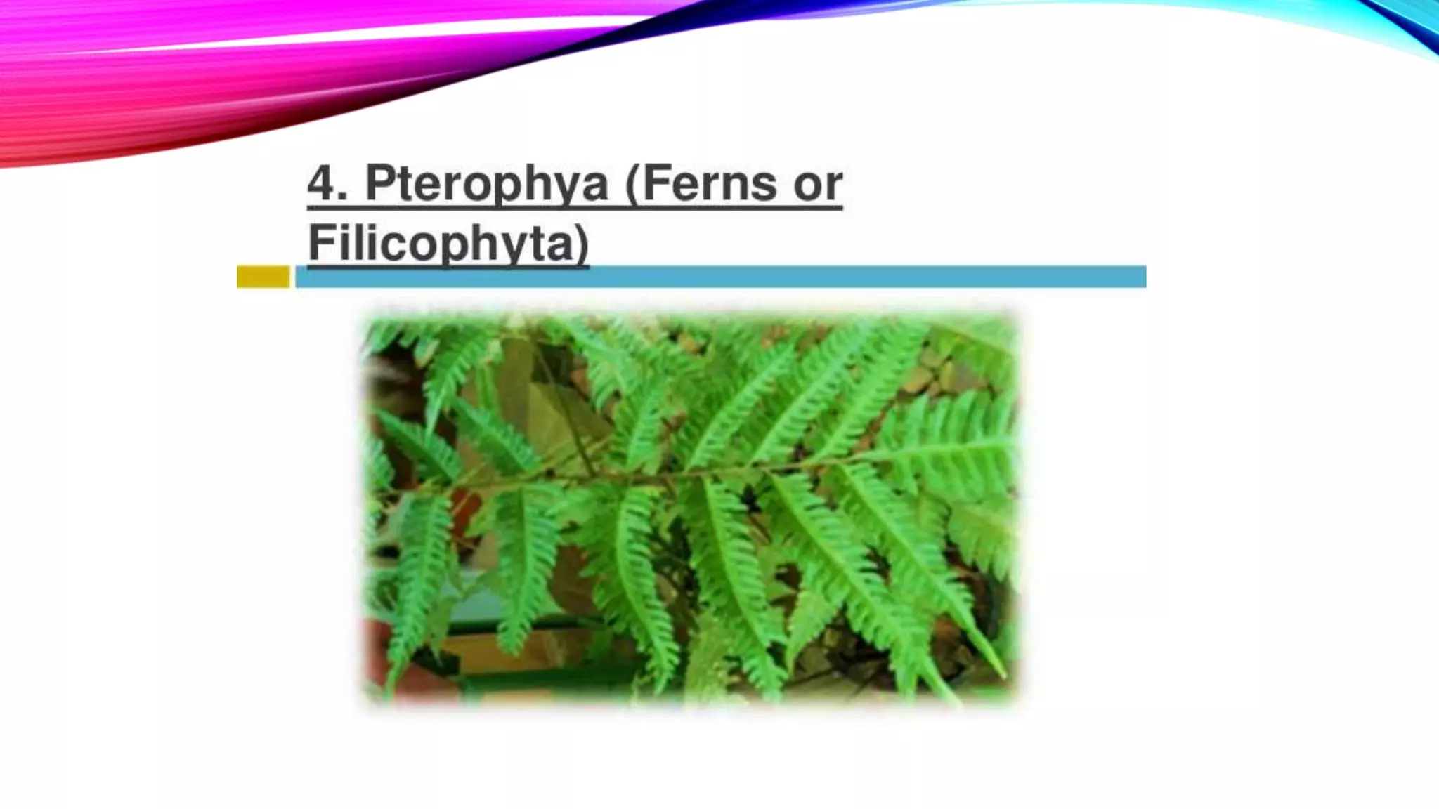 Classification of pteridophytes | PPTX