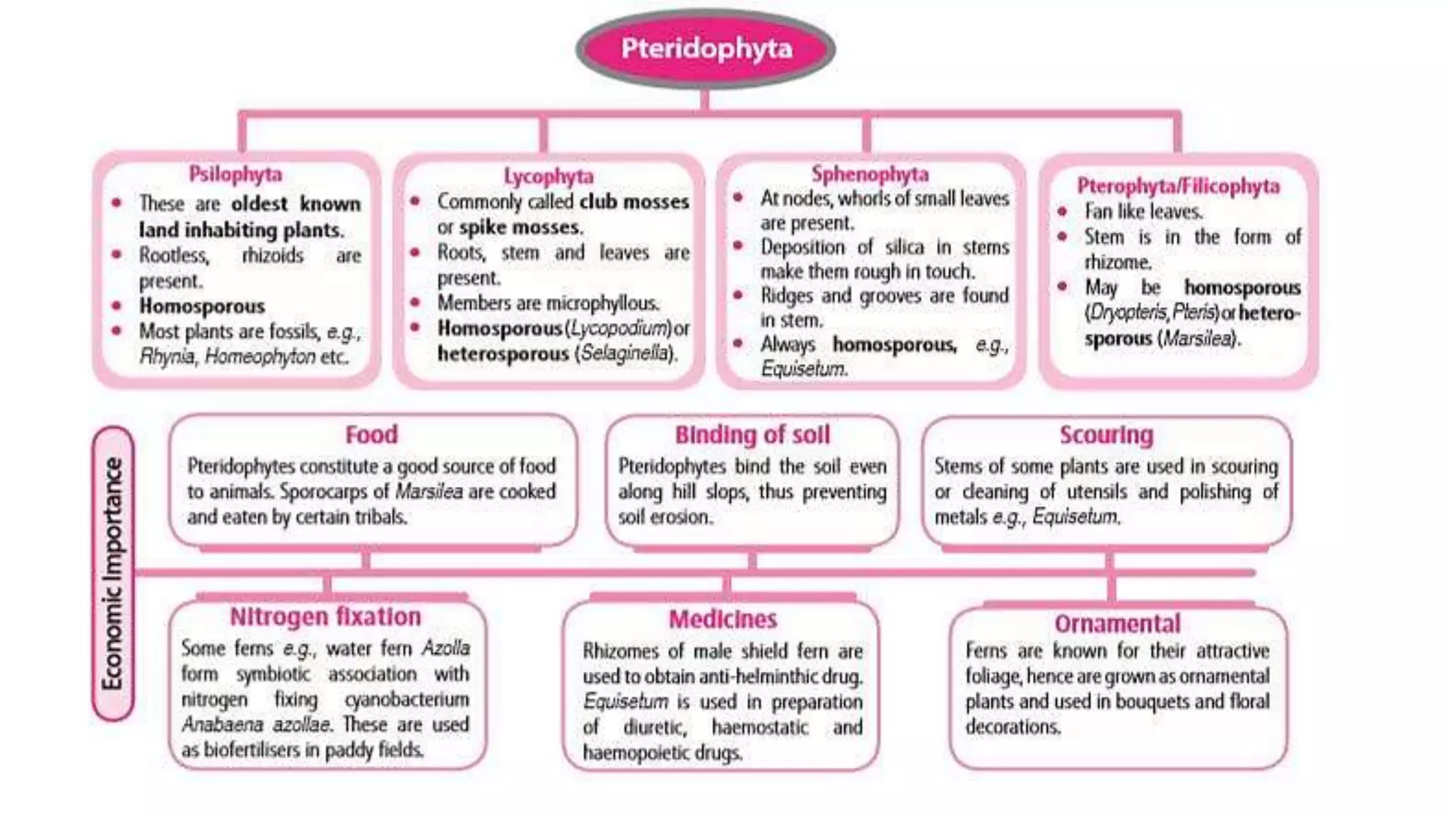 Classification of pteridophytes | PPTX