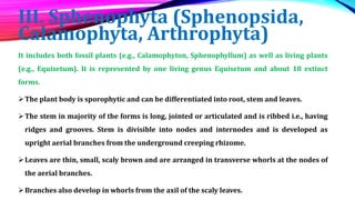 Classification of pteridophytes | PPTX