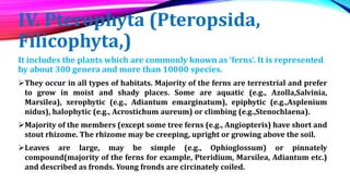 Classification of pteridophytes | PPTX