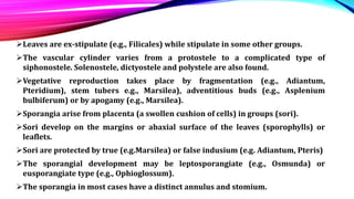 Classification of pteridophytes | PPTX