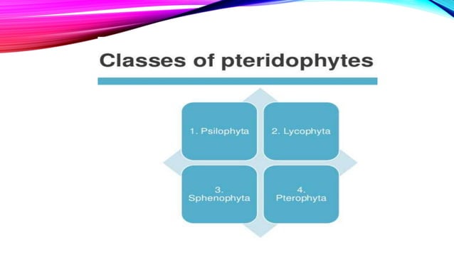Classification of pteridophytes | PPTX