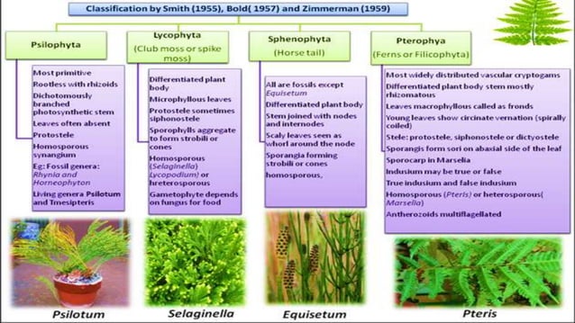 Classification of pteridophytes | PPTX