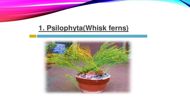 Classification of pteridophytes | PPTX