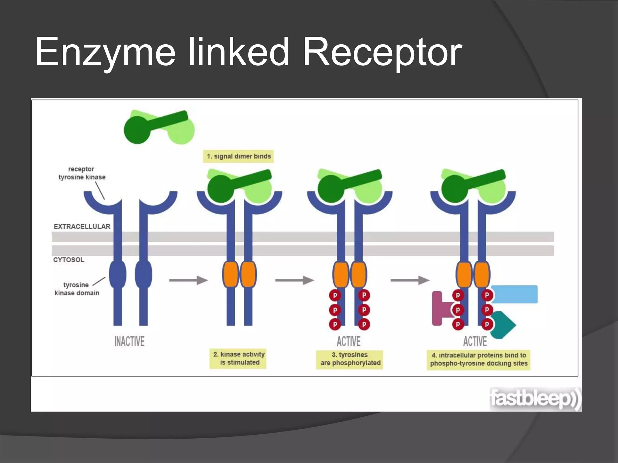 Classification of receptors family by vivek sharma | PPTX