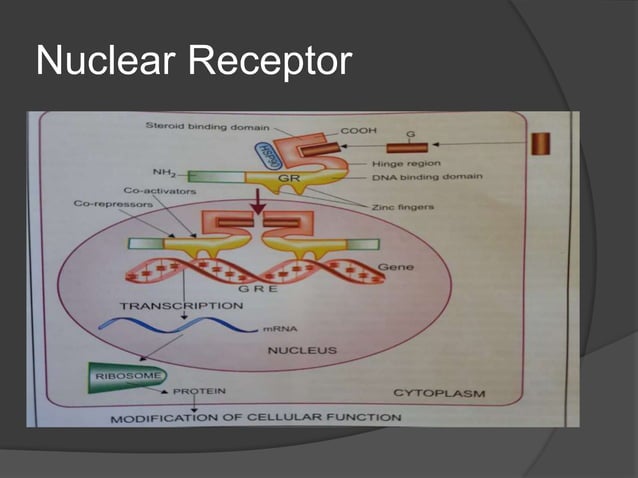 Classification of receptors family by vivek sharma