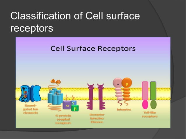 Classification of receptors family by vivek sharma