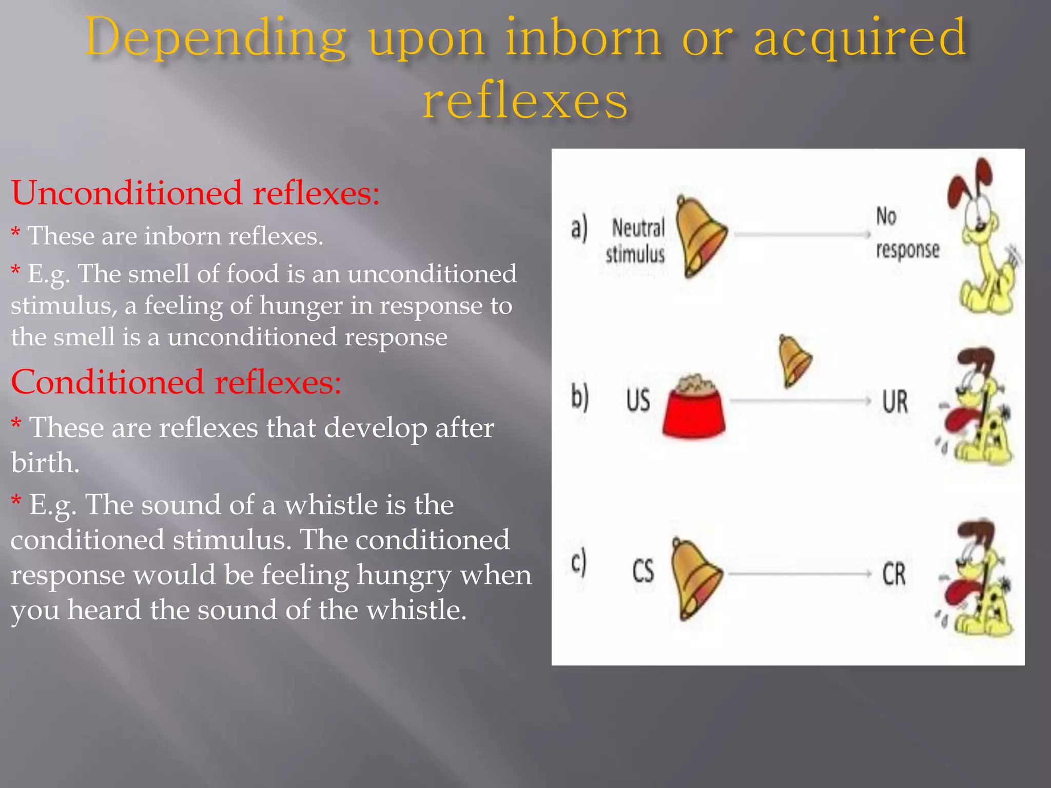 Classification of reflexes | PDF