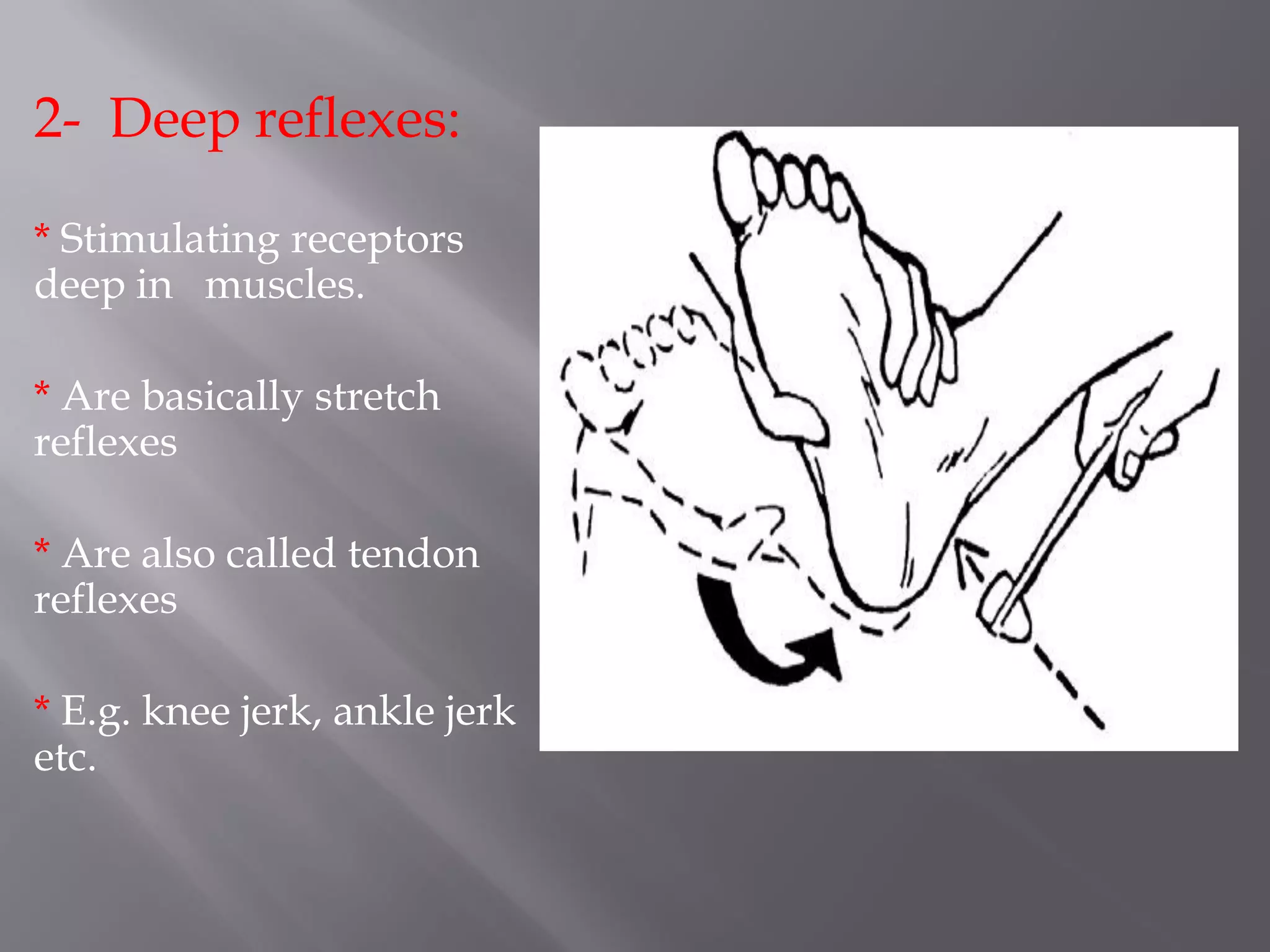 Classification of reflexes | PDF