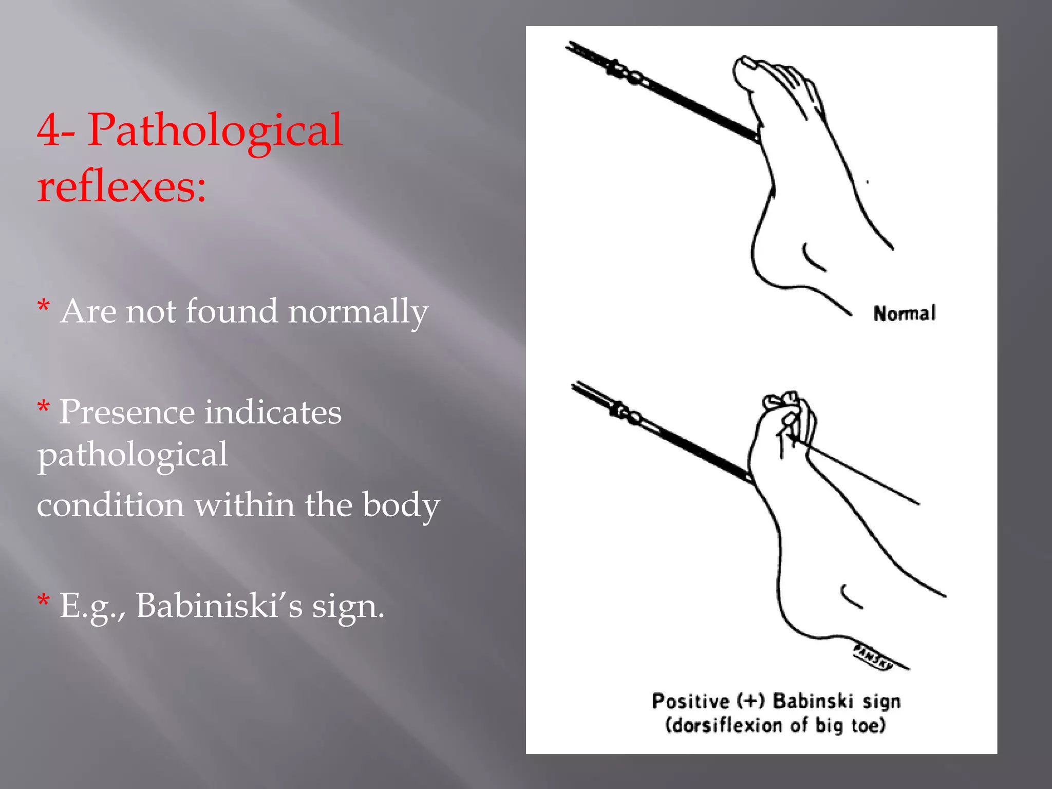 Classification of reflexes | PDF