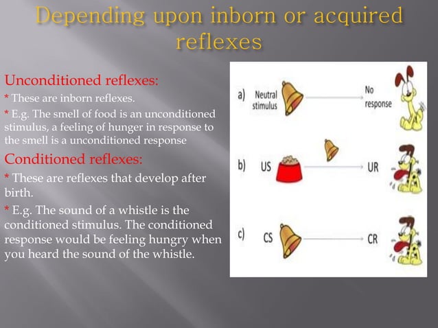 Classification of reflexes | PDF | Death, Injury, or Military Conflict ...