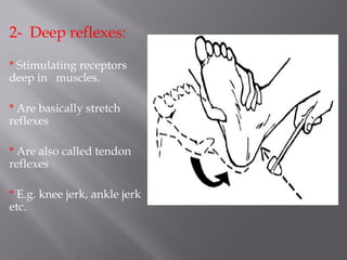 Classification of reflexes | PDF