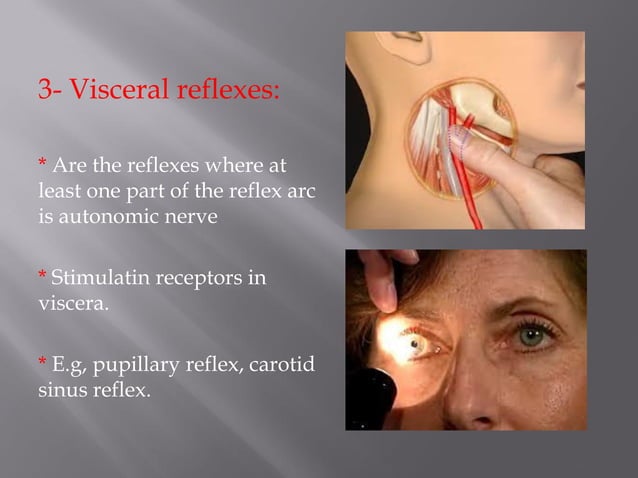 Classification of reflexes | PDF | Death, Injury, or Military Conflict ...
