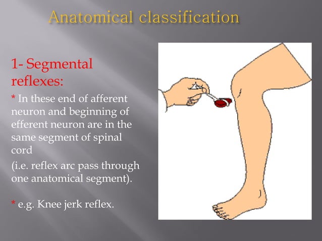 Classification of reflexes | PDF | Death, Injury, or Military Conflict ...