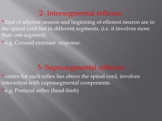 Classification of reflexes | PDF