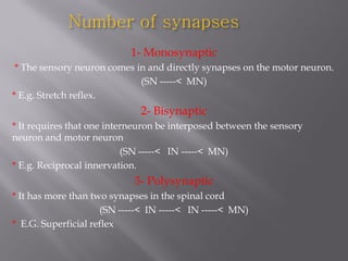 Classification of reflexes | PDF