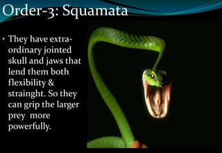 Classification of reptiles | PPTX