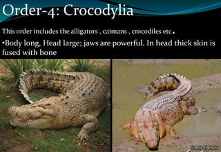 Classification of reptiles | PPTX