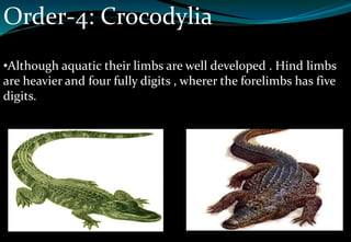 Classification of reptiles | PPTX