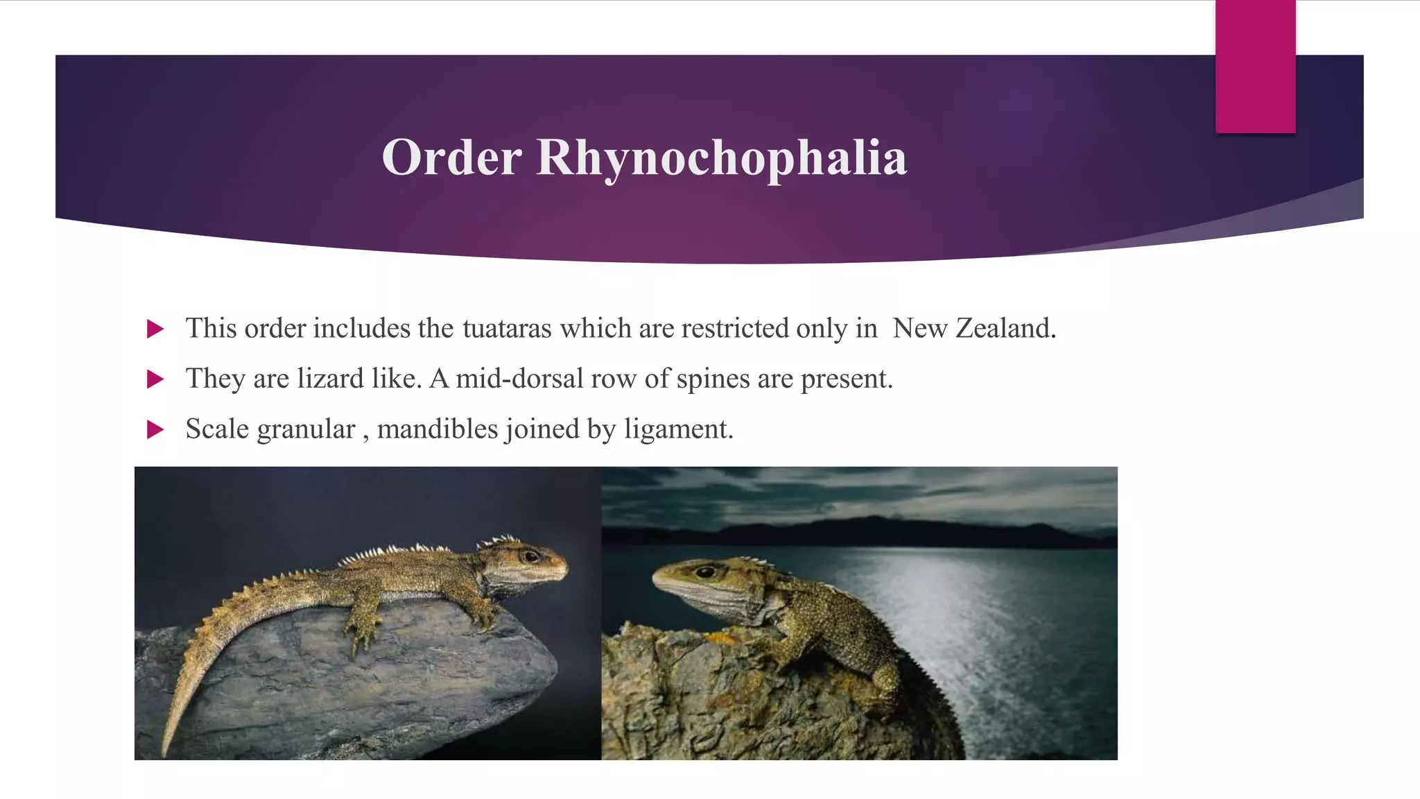 Classification of reptiles | PPTX